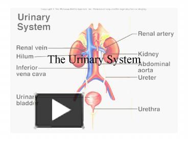 The Urinary System presentation | free to view