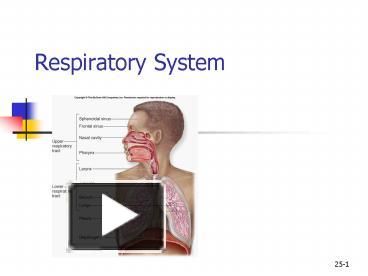 PPT – Respiratory System PowerPoint presentation | free to view - id ...