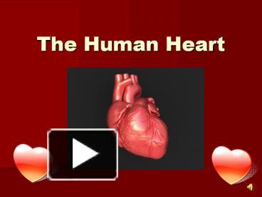 The Human Heart presentation | free to download