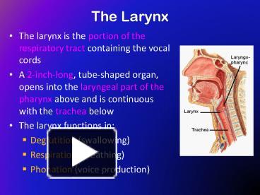 The Larynx presentation | free to view