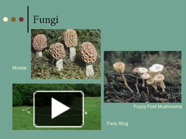 Fungi presentation | free to view