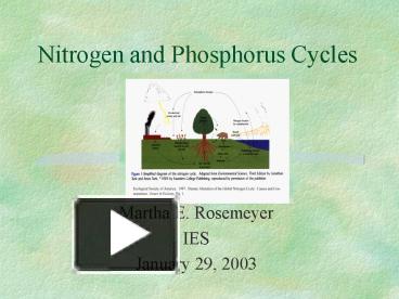 Nitrogen and Phosphorus Cycles presentation | free to download