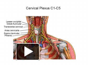 Cervical Plexus C1-C5 presentation | free to download