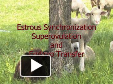 Estrous Synchronization Superovulation and Embryo Transfer presentation ...