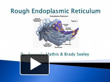 Rough Endoplasmic Reticulum presentation | free to view