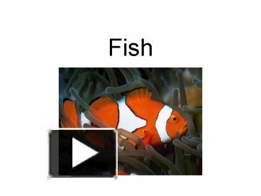 Fish presentation | free to view