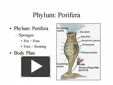 Phylum: Porifera presentation | free to view