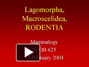 Lagomorpha, Macroscelidea, RODENTIA presentation | free to view
