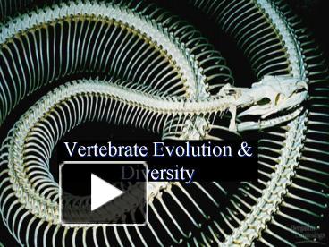 Vertebrate Evolution presentation | free to download