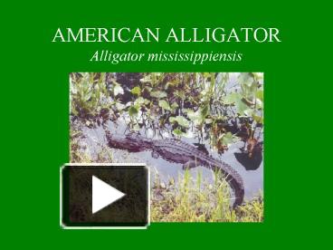 PPT – AMERICAN ALLIGATOR Alligator mississippiensis PowerPoint ...
