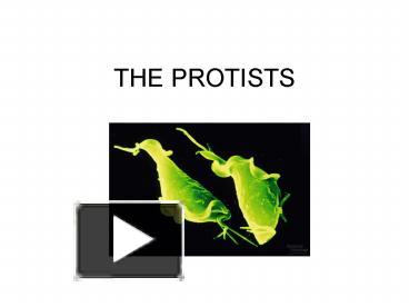 PPT – THE PROTISTS PowerPoint presentation | free to view - id: 450900 ...