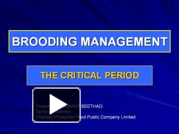 BROODING MANAGEMENT presentation | free to download