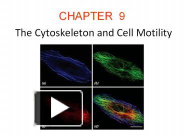 The Cytoskeleton and Cell Motility presentation | free to download