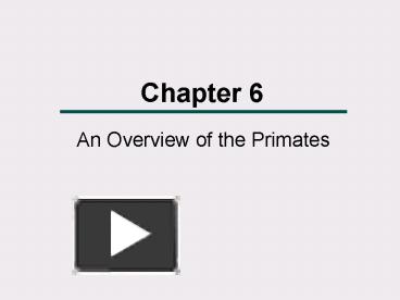 PPT – An Overview of the Primates PowerPoint presentation | free to ...