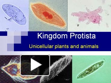Kingdom Protista presentation | free to download