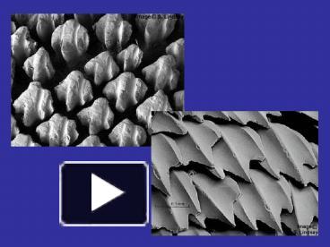 PPT – Thecodont - set in sockets PowerPoint presentation | free to ...