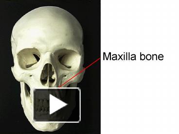 Maxilla bone presentation | free to view