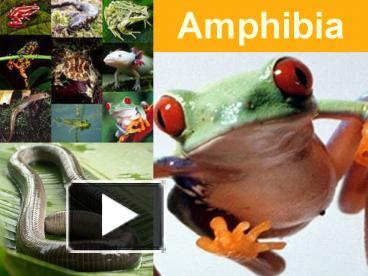 Amphibia presentation | free to view
