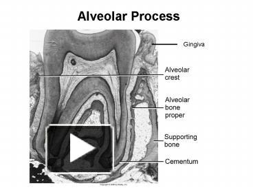 Alveolar Process presentation | free to view