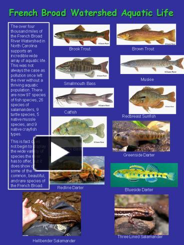 PPT – Redline Darter PowerPoint presentation | free to download - id ...