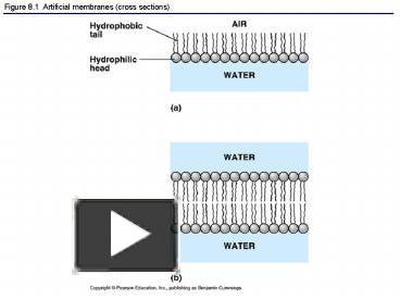Figure 8.1 Artificial membranes (cross sections) presentation | free to ...