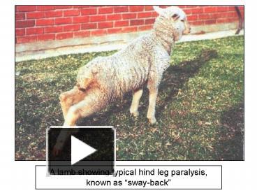 A lamb showing typical hind leg paralysis, known as presentation | free ...