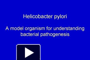 PPT – Helicobacter pylori A model organism for understanding bacterial ...