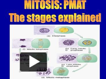 MITOSIS: PMAT The stages explained presentation | free to view