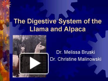 The Digestive System of the Llama and Alpaca presentation | free to view