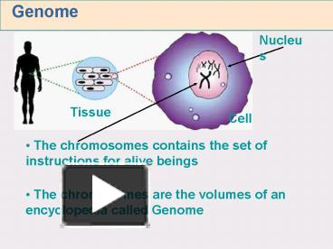 PPT – Genome PowerPoint presentation | free to download - id: 4c30a6-MzRkO