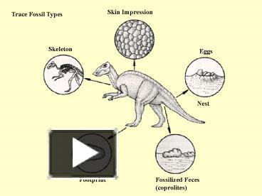 Trace Fossil Types presentation | free to view