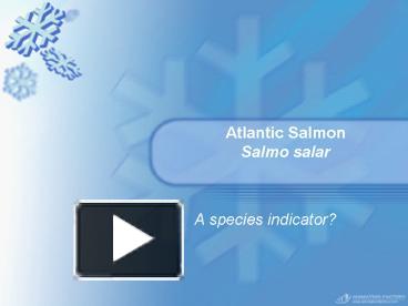 PPT – Atlantic Salmon Salmo salar PowerPoint presentation | free to ...