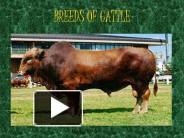 PPT – BREEDS OF CATTLE PowerPoint presentation | free to view - id ...