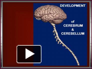 DEVELOPMENT OF THE CNS presentation | free to view