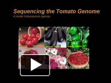 Sequencing the Tomato Genome presentation | free to view