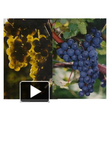 PPT – NOBLE ROT Botrytis cinerea PowerPoint presentation | free to view ...