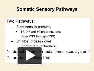 Somatic Sensory Pathways presentation | free to view