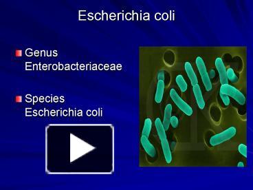 Escherichia coli presentation | free to view