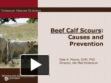 Beef Calf Scours: Causes and Prevention presentation | free to view