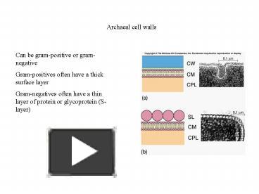 PPT – Archaeal cell walls PowerPoint presentation | free to view - id ...