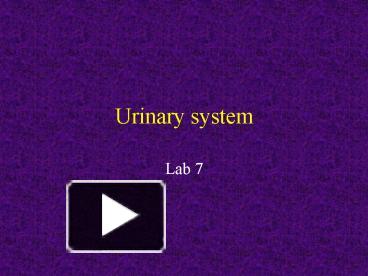 Urinary system presentation | free to download