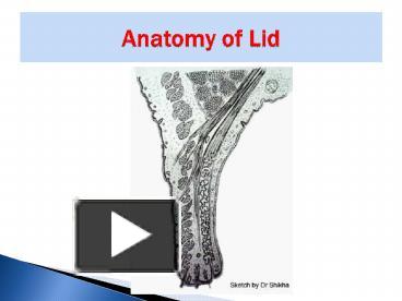 Anatomy of Lid presentation | free to view