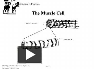 PPT – The Muscle Cell PowerPoint presentation | free to view - id ...