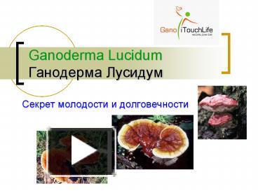 Ganoderma Lucidum ????????? ??????? presentation | free to view
