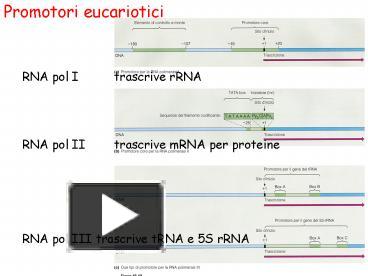 PPT – The facts and factors of transcription regulation PowerPoint ...