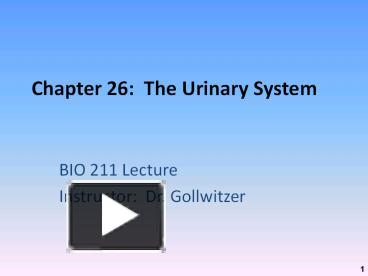 Chapter 26: The Urinary System presentation | free to download