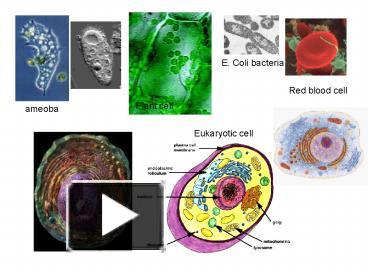 E. Coli bacteria presentation | free to view