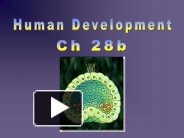 PPT – Human Development PowerPoint presentation | free to view - id ...