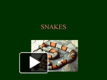 PPT – SNAKES PowerPoint presentation | free to view - id: 50c05-ZDc1Z