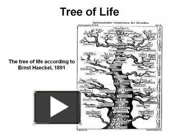 Tree of Life presentation | free to download